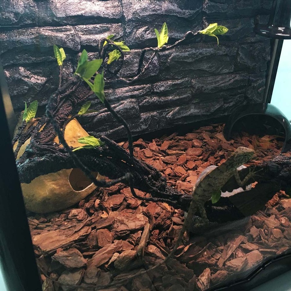 Reptile Climbing Branch Rattan Toys Lizard Accessories Gecko Tank Vines ...