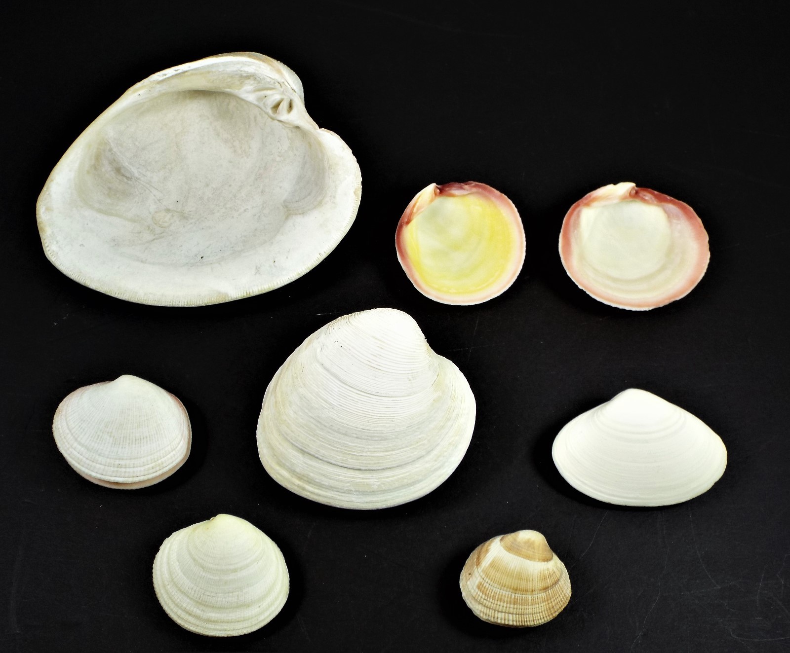 Clam Shells ? Quahog ? 47 mm to 154 mm - 5 Pairs & 3 Halves | eBay