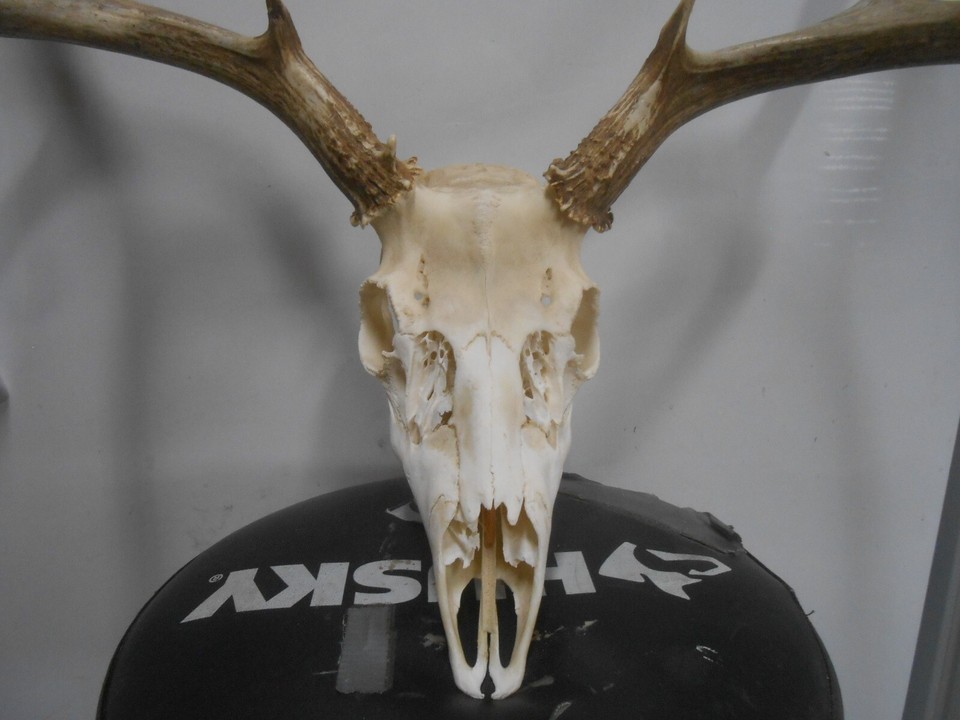 Gorgeous Colorado MULE DEER RACK ANTLERS FULL SKULL whitetail elk shed ...