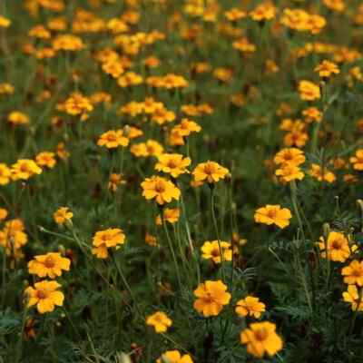 25+ Golden Guardian Marigold Seeds for Garden Planting - USA - FREE ...