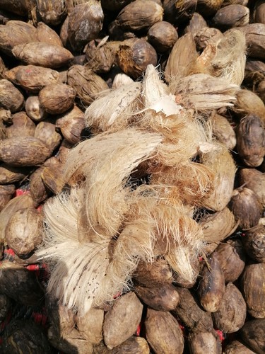 Ceylon Dried Organic Natural Areca Nut Husk Fiber Peel off Agriculture ...
