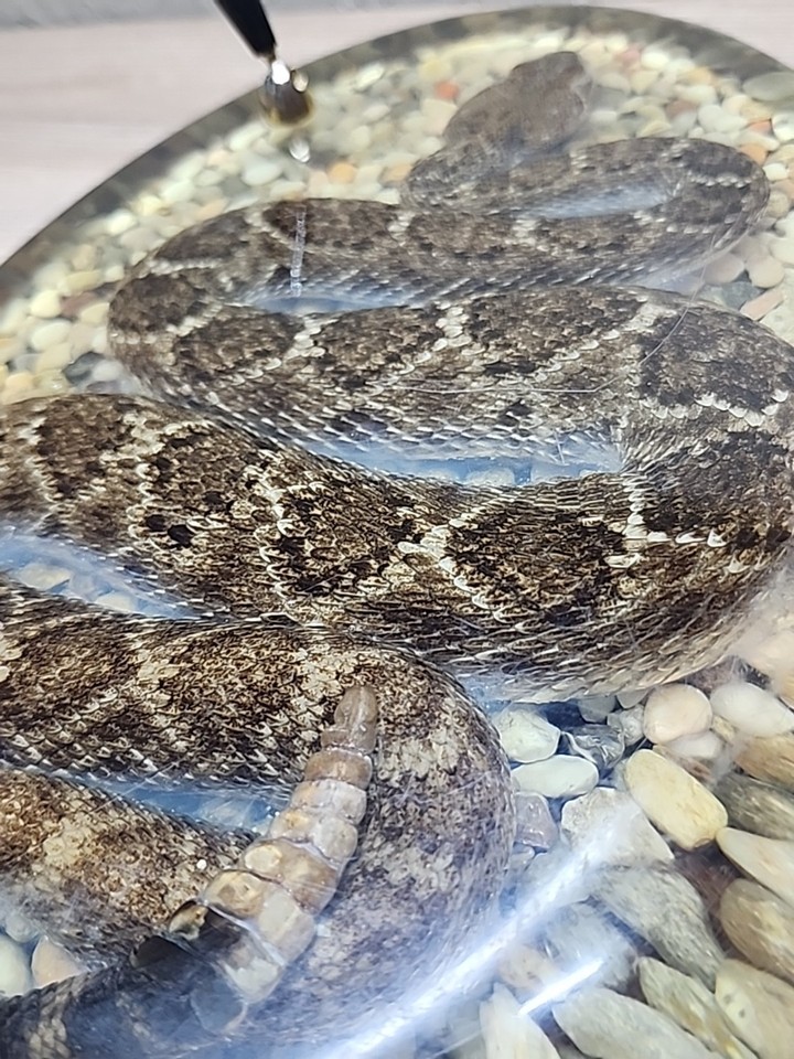 12" Diamondback Rattlesnake Resin Lucite Taxidermy Science Oddity Pen Holder | eBay