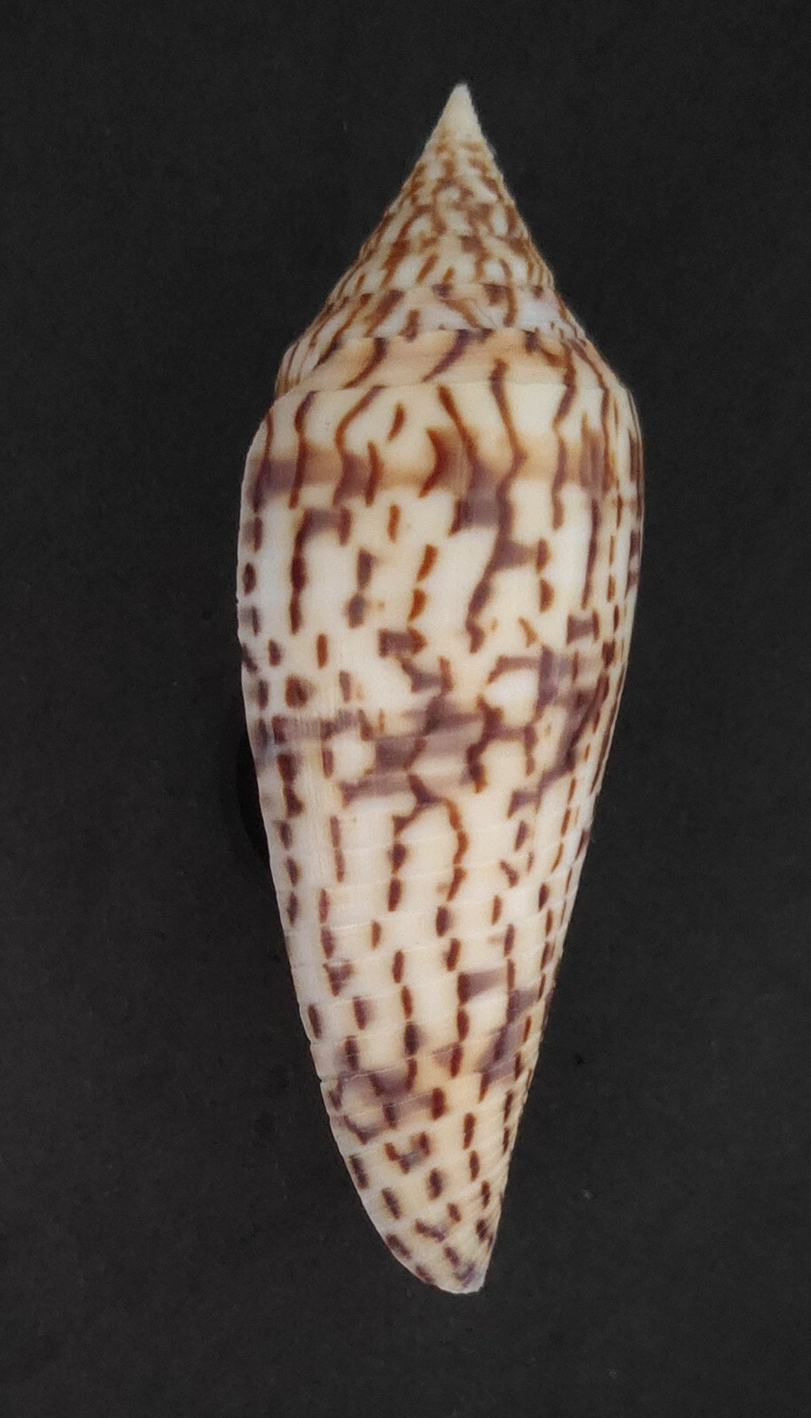 Seashell : Conus ranonganus 63.4mm Rare Gem (From Myanmar) | eBay