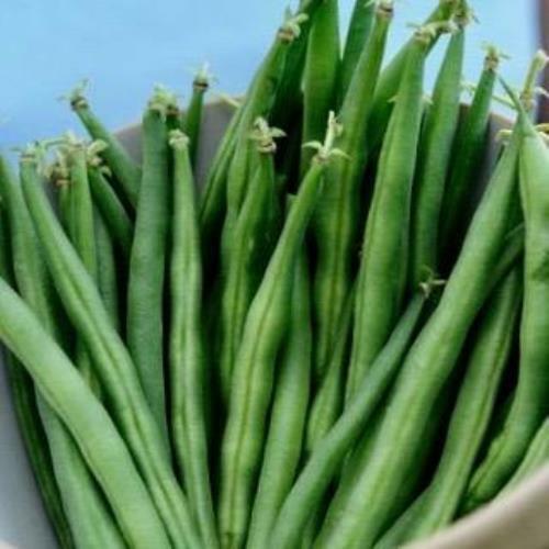 Beans - Tendergreen Improved (Bush, snap type) | eBay