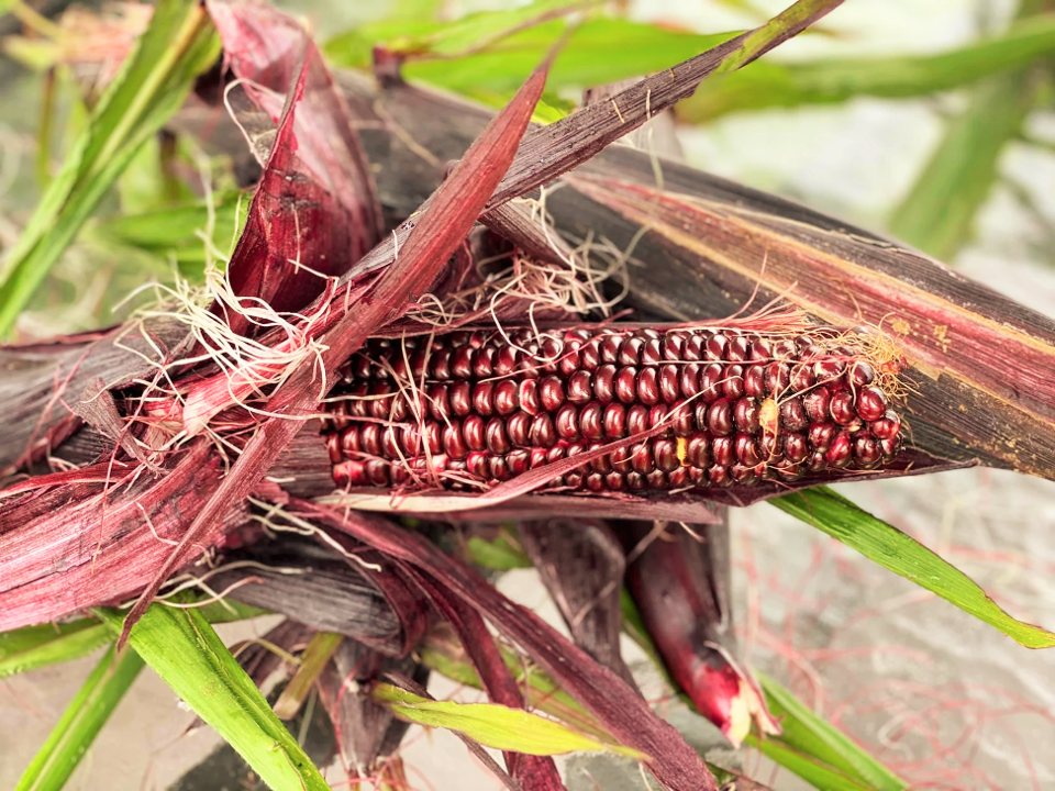 Double Red Sweet Corn Seeds | Purple Husk Stalk Indian Ornamental Dent ...