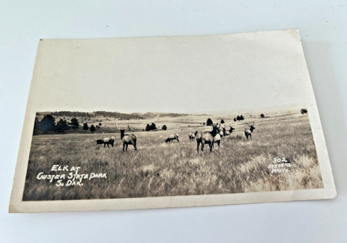 Elk at Custer State Park South Dakota RPPC Postcard | eBay