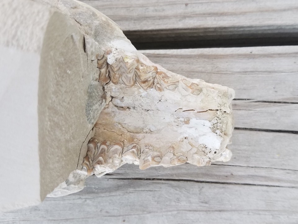 Fossil Oreodont Skull Brule White River Wyoming mammoth sloth camel ...