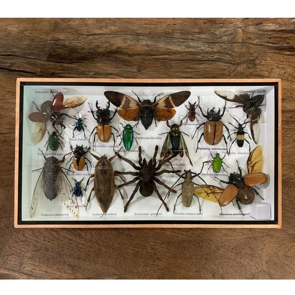 Bug Display