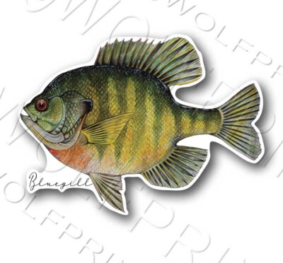 Bluegill Fish Sticker 6" or 7.25" Wide Boat Car Window Decal | eBay
