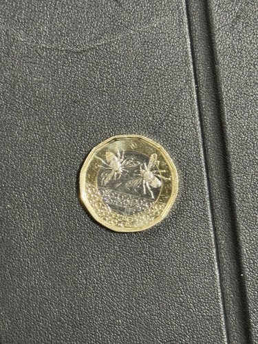 King Charles III One Pound Coin 2023 Bees £1 BUNC with Privy | eBay UK