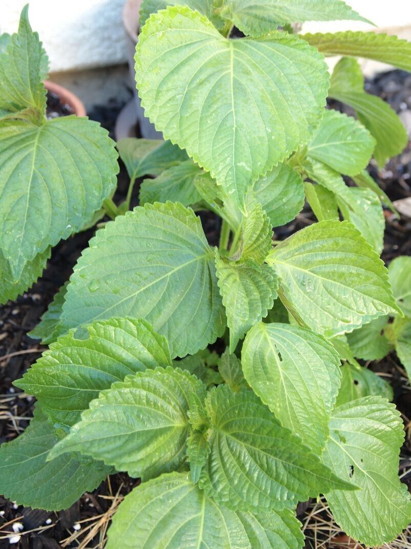 KOREAN SHISO HERD SEEDS (PERILLA), RAU MÈ HÀN QUỐC, 들깨 깻잎, 紫蘇 シソ | eBay
