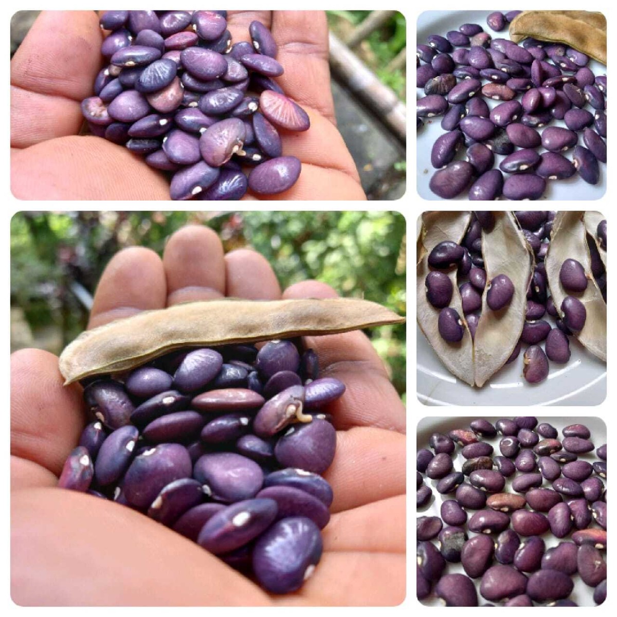 Garden Beans Seeds | Fasci Garden