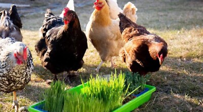 CHICKEN FORAGE MIX 20g (10000+seeds) Healthy Chooks SPRING/AUTUMN Grow ...