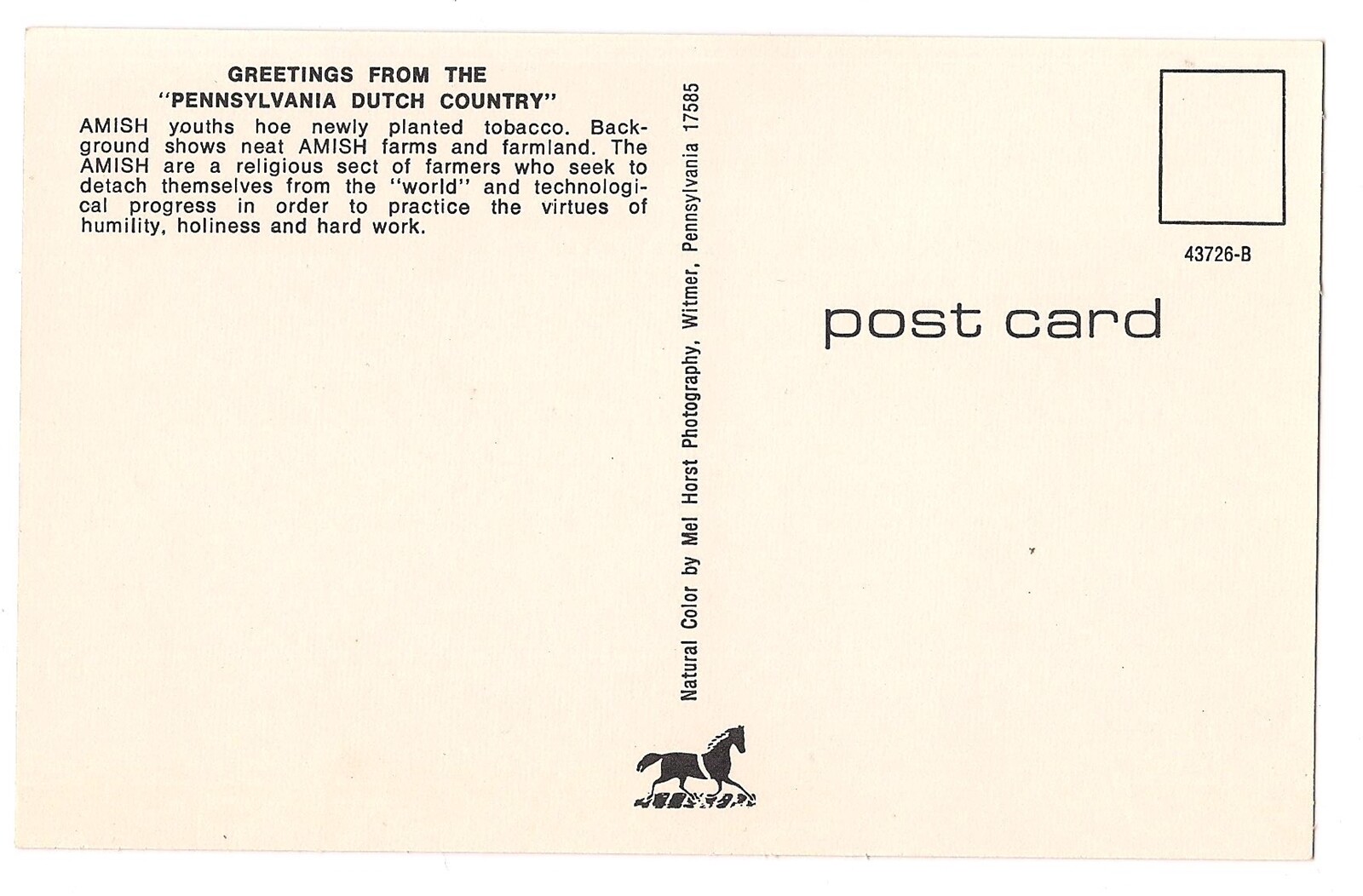 AMISH YOUTHS Hoe TOBACCO Plants Farms Farmland Working the Fields ...