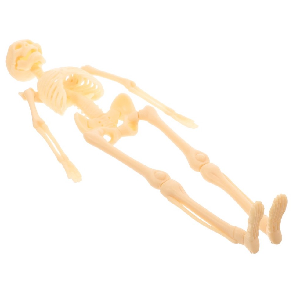 Skeleton Model Human Body Model Anatomical Skeleton Action Figure ...