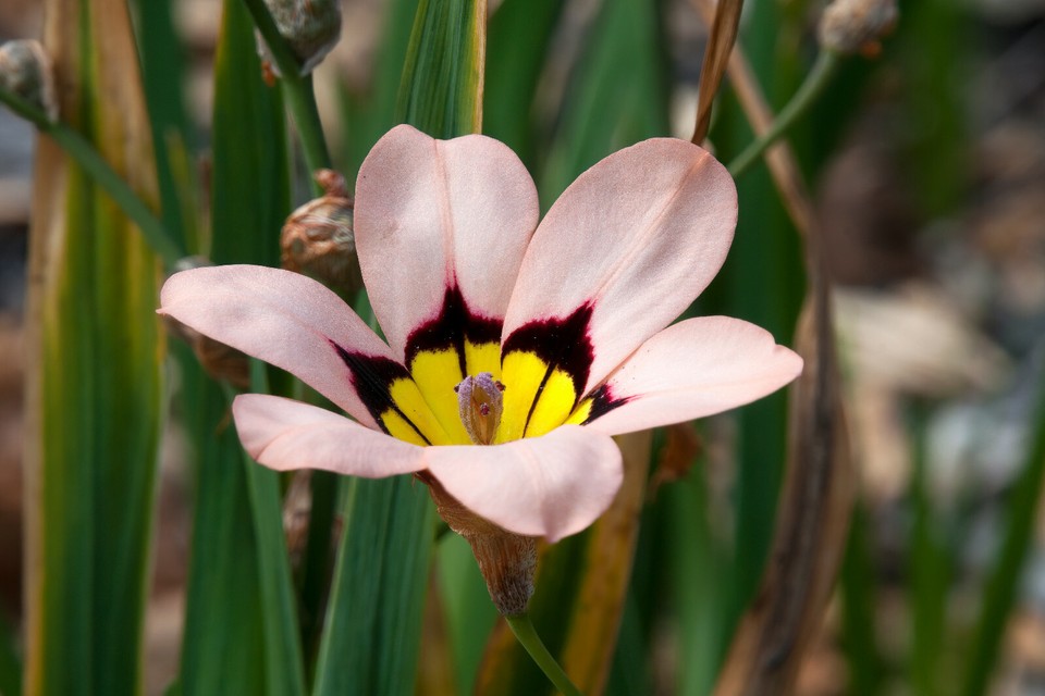 20 SPARAXIS Mix Flower BULBS Spring Multi Coloured Hardy Perennial ...