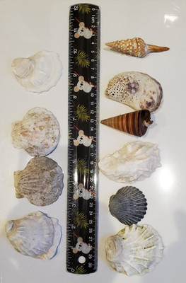 10 mixed Shells for Collectors, Crafts, Beach Decor or Gifting | eBay