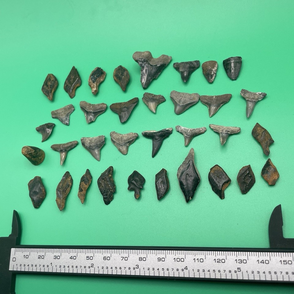 Fossil Shark Tooth Lot Gator Tooth Gar Scales Barracuda Teeth Etc. | eBay