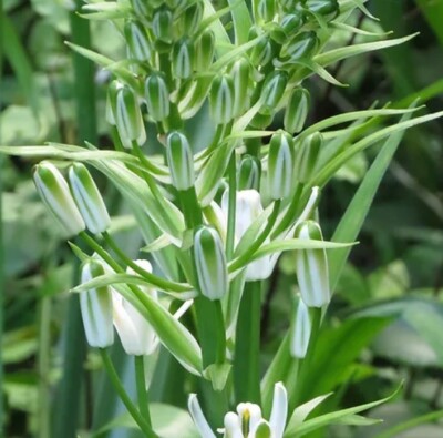 F1152 NELSON'S SLIME LILY x10 seeds GIANT SPIKES OF WHITE/GREEN BLOOMS ...