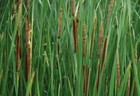 Bulrush Bull rushes Reeds Pond Plants 5 x Bullrush Garden Pond Marginal ...