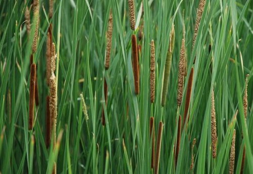 Bulrush Bull rushes Reeds Pond Plants 5 x Bullrush Garden Pond Marginal ...