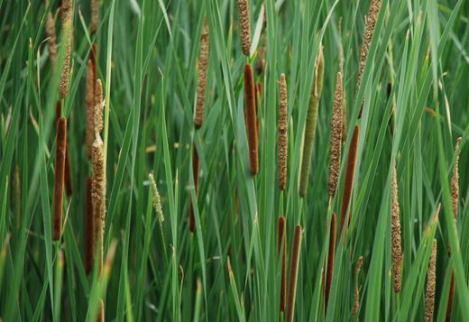 Bulrush Bull rushes Reeds Pond Plants 5 x Bullrush Garden Pond Marginal ...