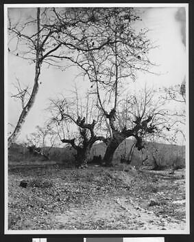 Dying Sycamore tree in Arroyo Seco 1920 California Old Photo | eBay