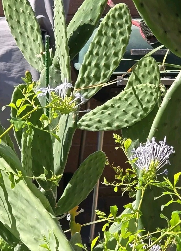 1 GIANT RED FLOWER BURBANK SPINELESS OPUNTIA PRICKLY PEAR NOPAL CACTUS ...