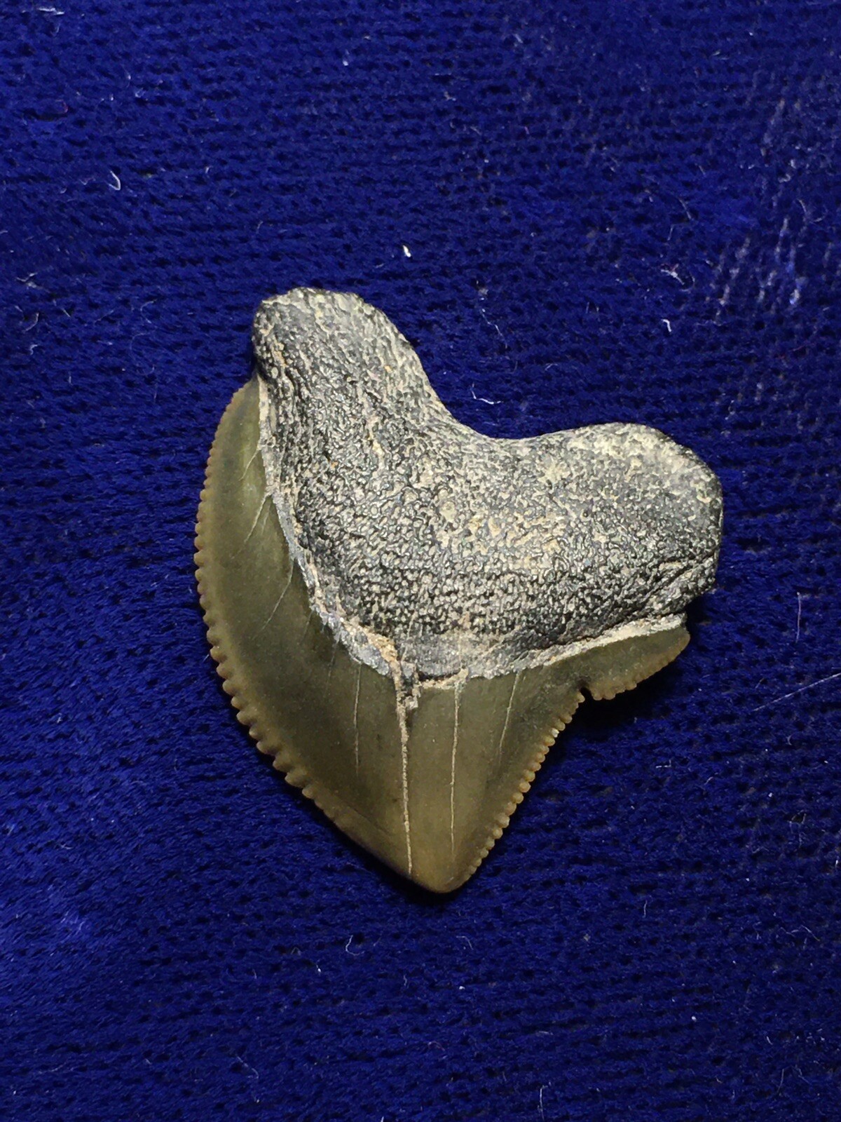 Squalicorax Pristodontus Fossil Cretaceous Crow Shark Tooth NJ | eBay