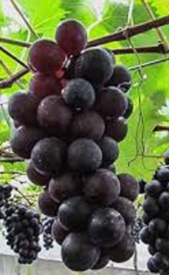 GRAPE "KYOHO" 3 grape vines cuttings | eBay