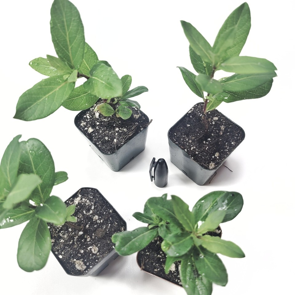 Honeysuckle live plant 1 Stem 2" Pot - Starter plant | eBay