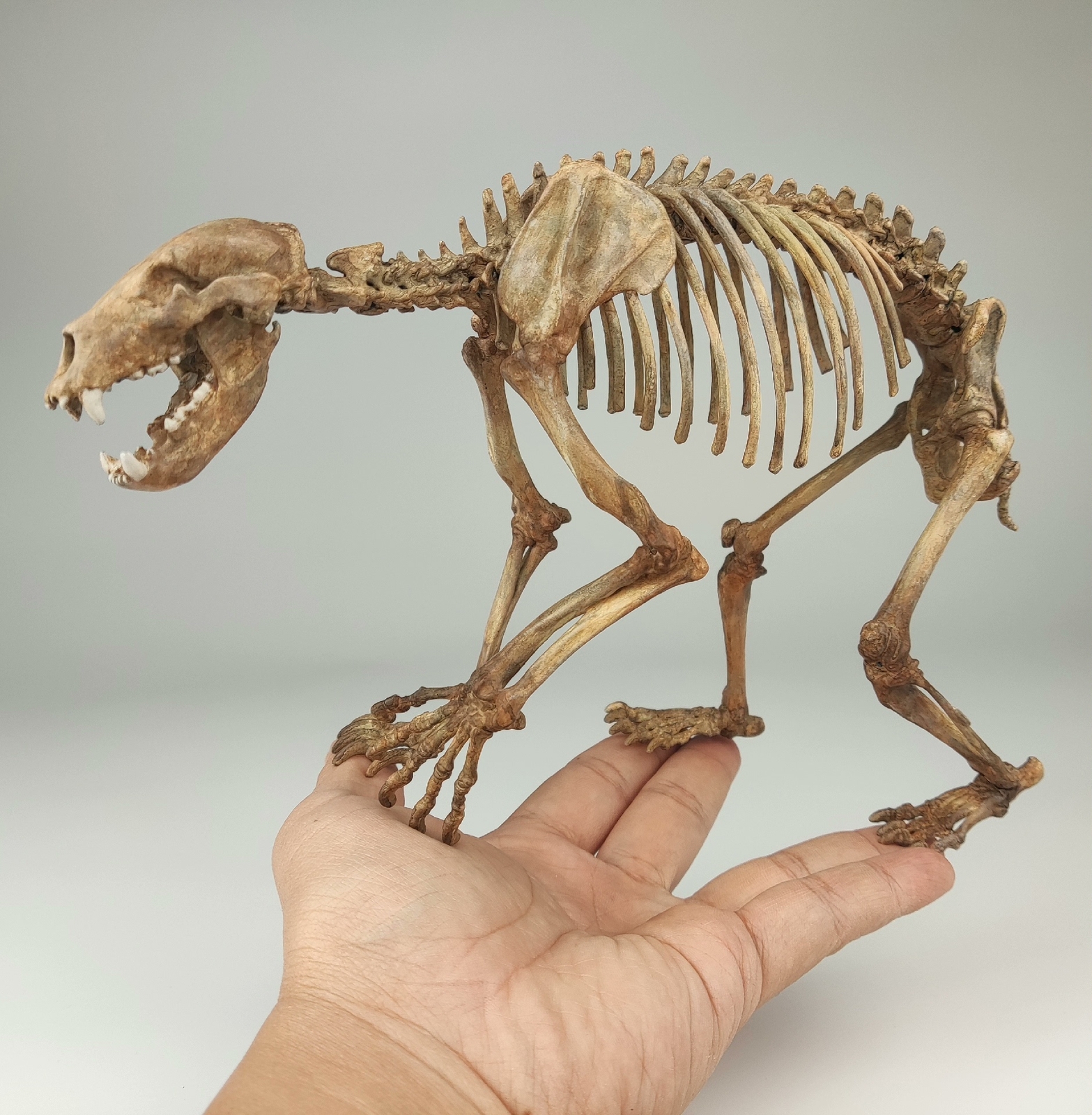 1:10 Scale Brown Bear Skeleton Model 3D Printed Ursus Arctos Animal ...