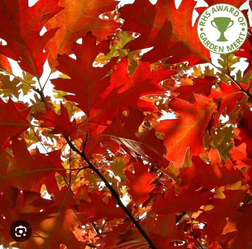 Really Big Red Oak Tree (Quercus Rubra EHS) 16cm Girth + 4.8m Ht In Pot ...