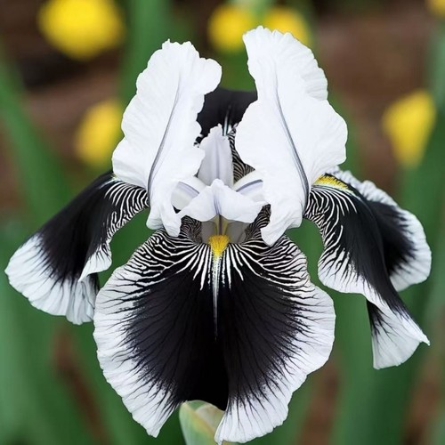35 Black & White Iris Seeds Rare Striking Bicolor Perennial Flower for Zones 4-9 | eBay