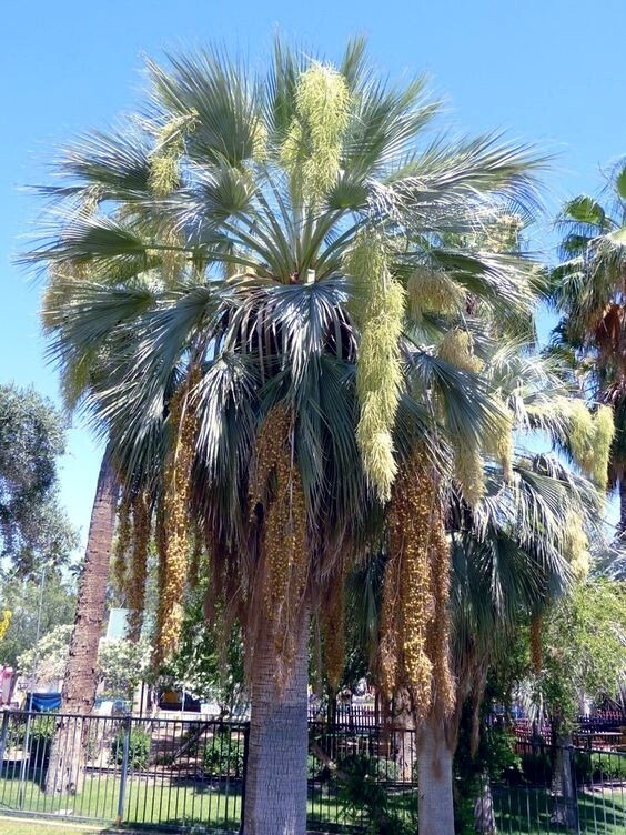 20 Mexican Blue Hesper Fan Palm Tree Seeds Grey Goddess Tropical Cold ...
