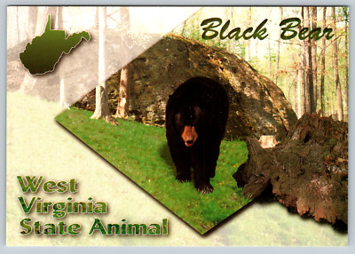 c1970s Black Bear West Virginia State Animal Vintage Postcard | eBay
