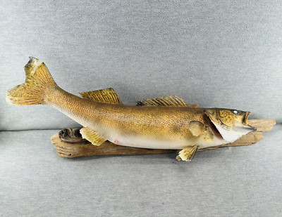 REAL SKIN Mount Walleye Pike Northern Musky Bass Sauger Fish Taxidermy ...