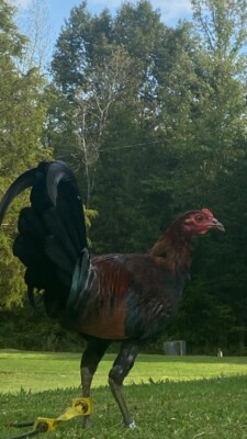 Livestock Supplies - Gamefowl