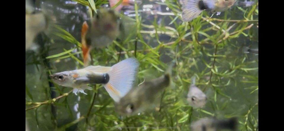Assorted Guppies {Fry Packs 10+2} Cull Packs-Great for Beginners ...
