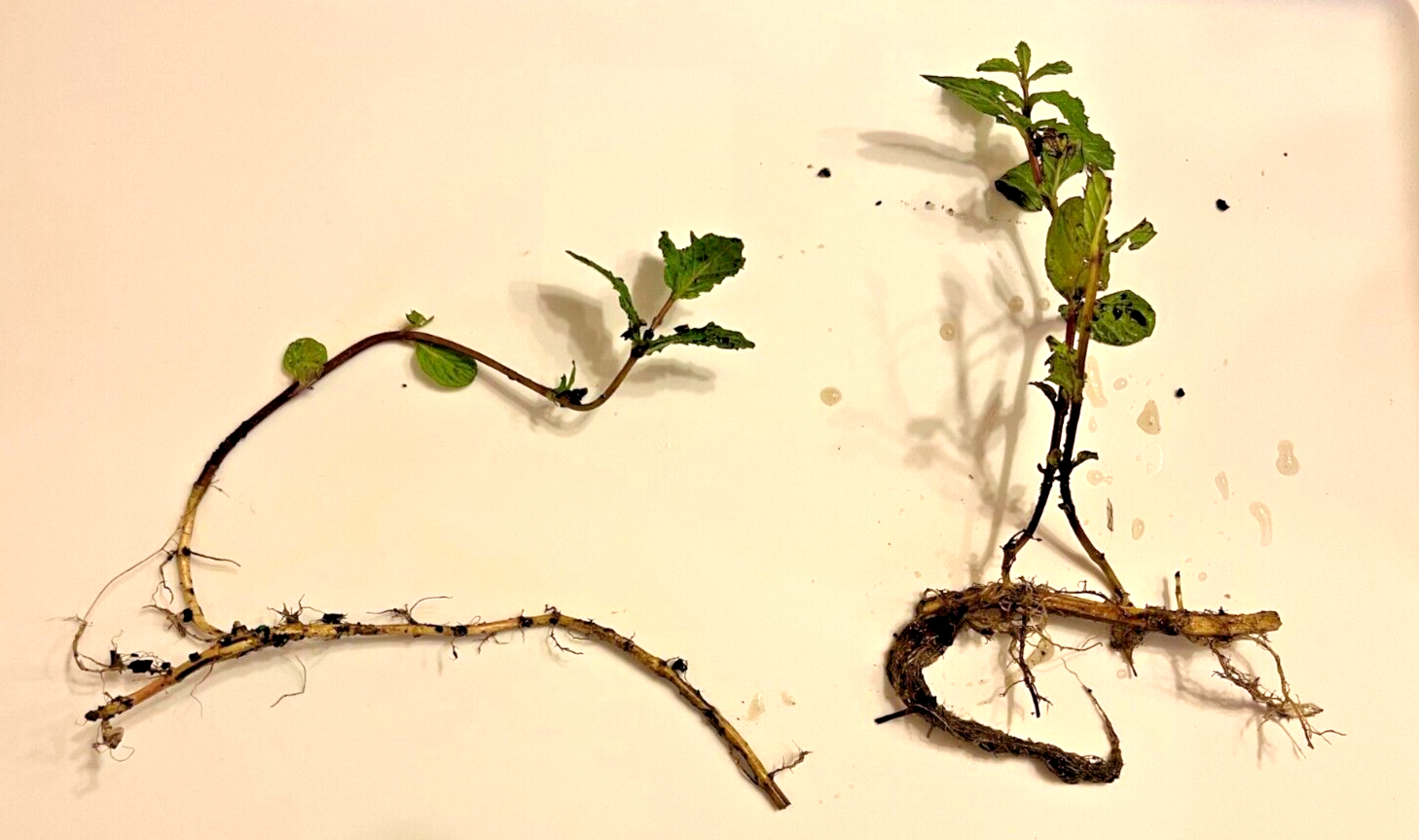 3 ORGANIC seedlings of Cuban mint Mojito Mentha x villosa plants tea ...