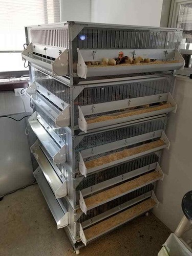 GQF 0540 Battery Brooder Deck Game Bird Poultry 5 Box Brooder Poultry ...