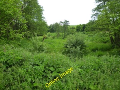 Photo 6x4 Wetland area, Melplash Court c2013 | eBay UK
