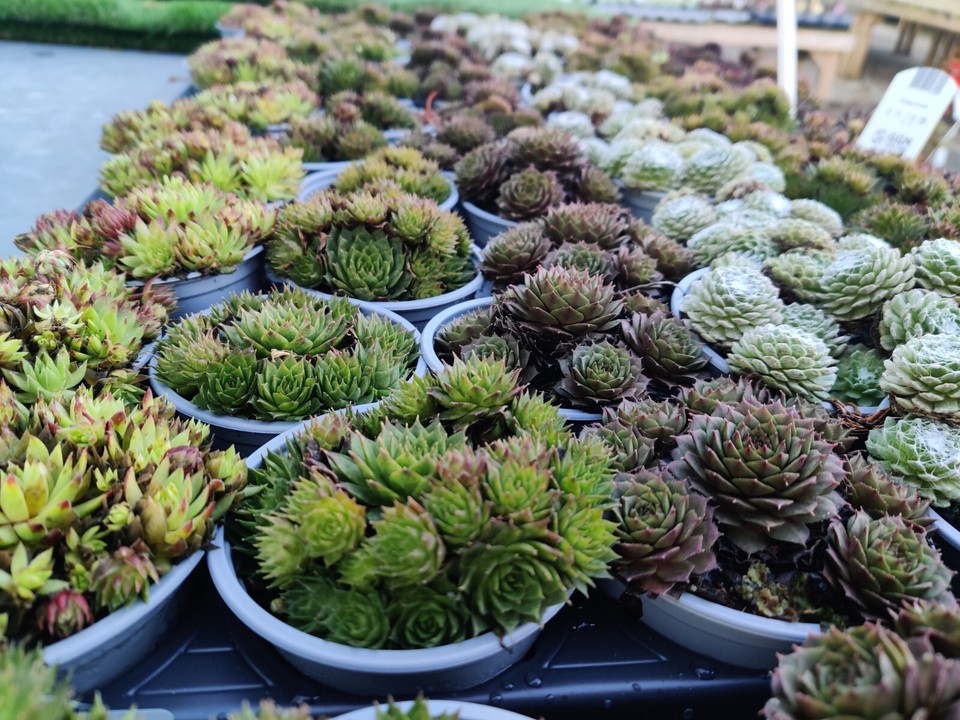 5x Mixed Sempervivum Alpine Plants Living Roof 9cm Potted Winter Hardy ...