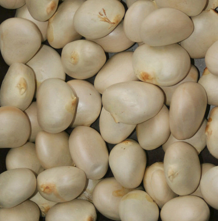 10 Fresh RED Jackfruit SEEDS Tropical Jack Fruit Tree Plant READY TO ...