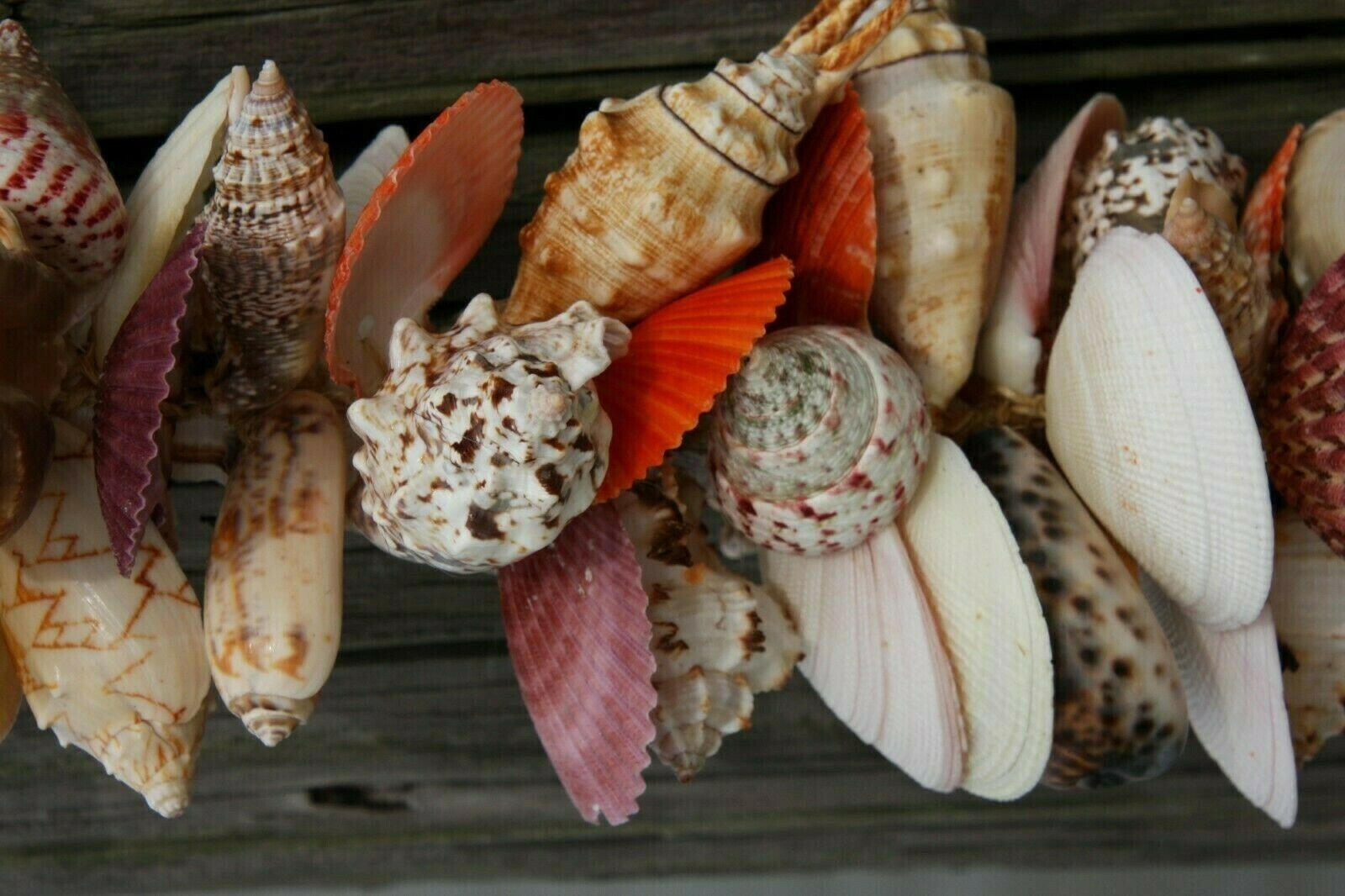 UPSCALE SEASHELL MOBILE, heavy with beautiful shells, | eBay