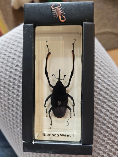 REAL Insect Bamboo Weevil clear two sided Paper Weight Cube NIB | eBay