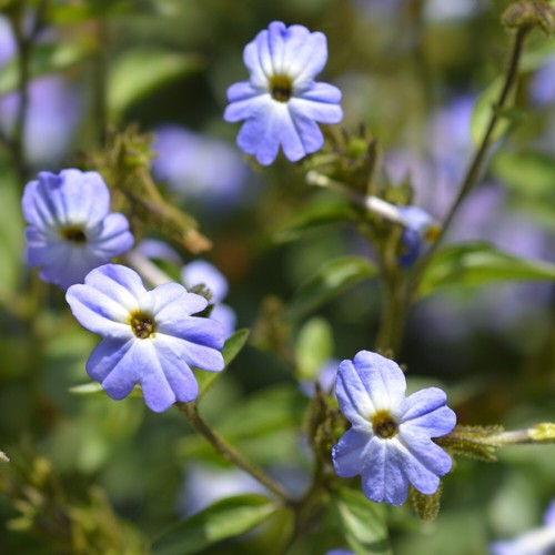 Suttons Browallia Americana Blue Lady Finished Hardy Annual 1x Seed ...
