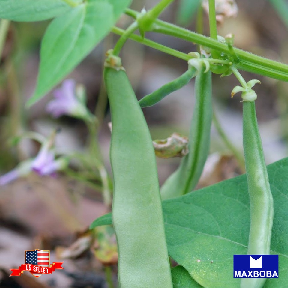 40+ Bean Seeds Bush Roma II Heirloom Vegetable Non-GMO BOGO 50% OFF | eBay