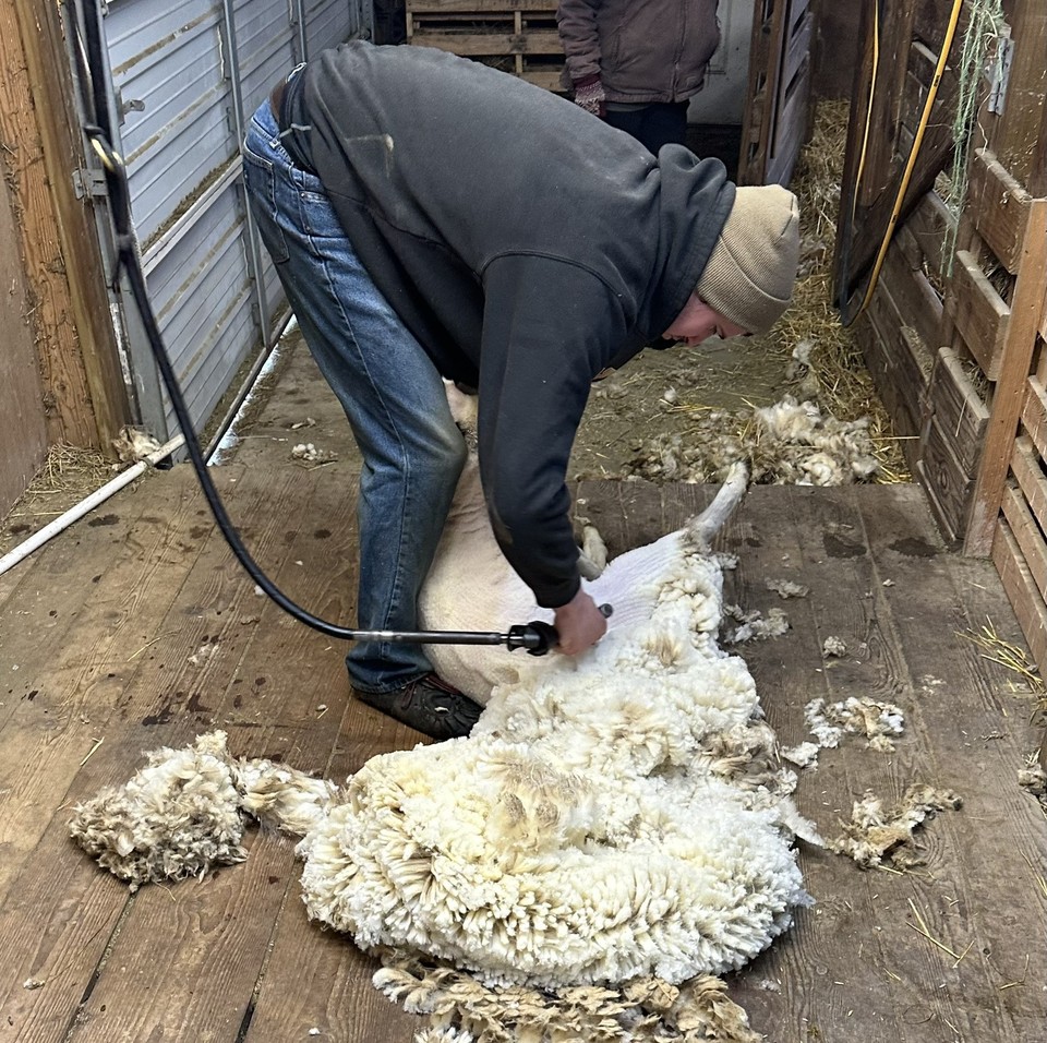 Organic Raw Texel Sheep Wool Locally Sourced Uncleaned Unbleached ...