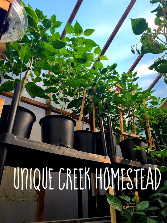 RED ROBIN Dwarf TOMATO Seeds Organically Grown Unique Creek Homestead ...